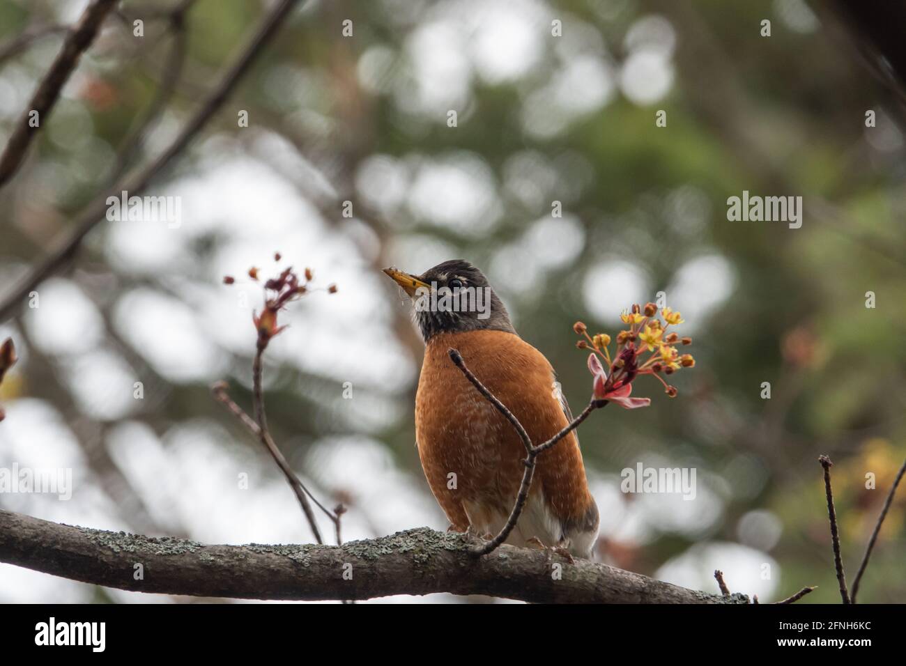 Robin redbreast usa hi-res stock photography and images - Alamy