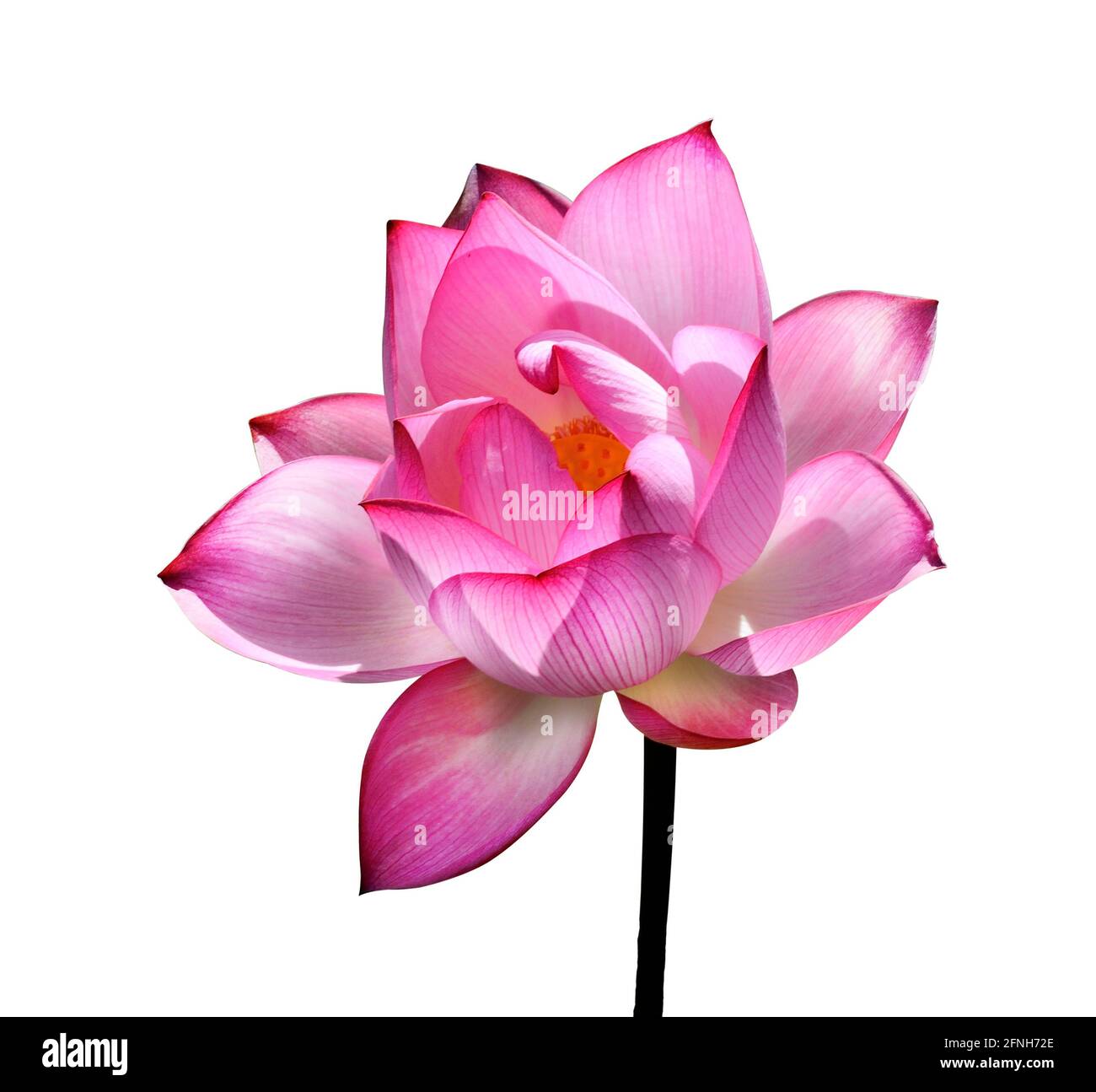 lotus isolated on white background Stock Photo - Alamy