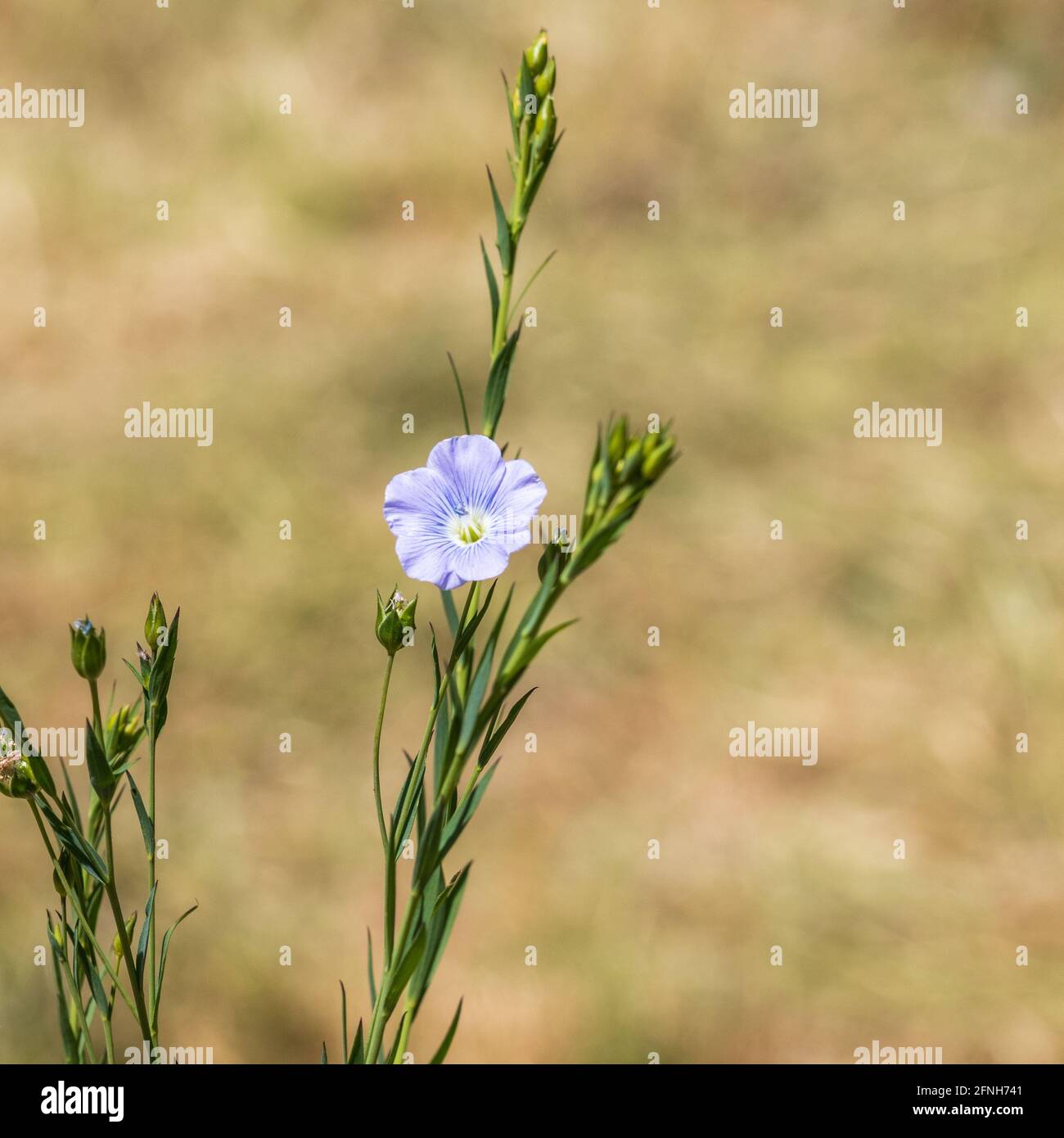 Linum usitatissimum, Pale Blue Common Flax Plant in Flower Stock Photo ...