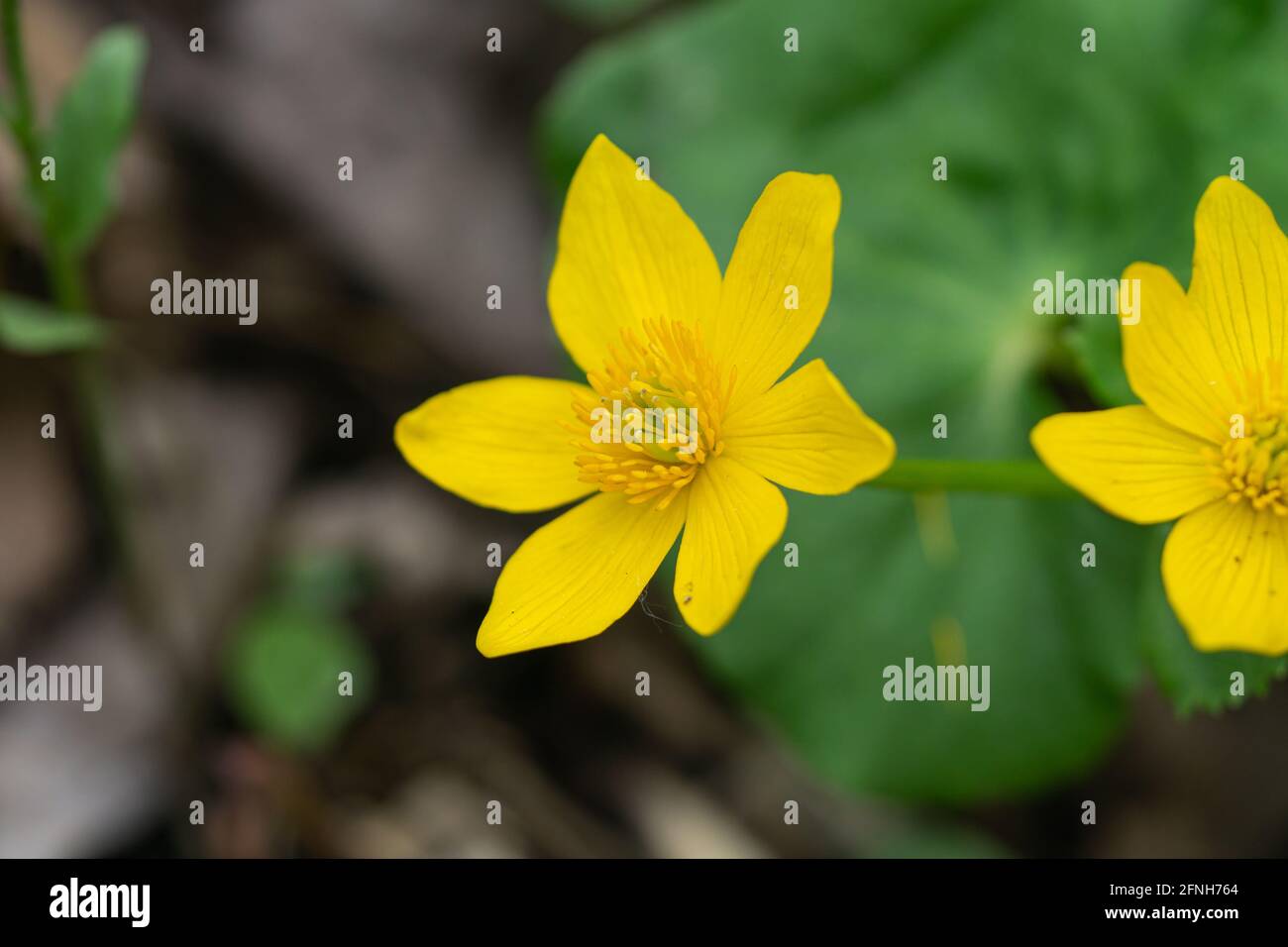 Marigold season hi-res stock photography and images - Alamy