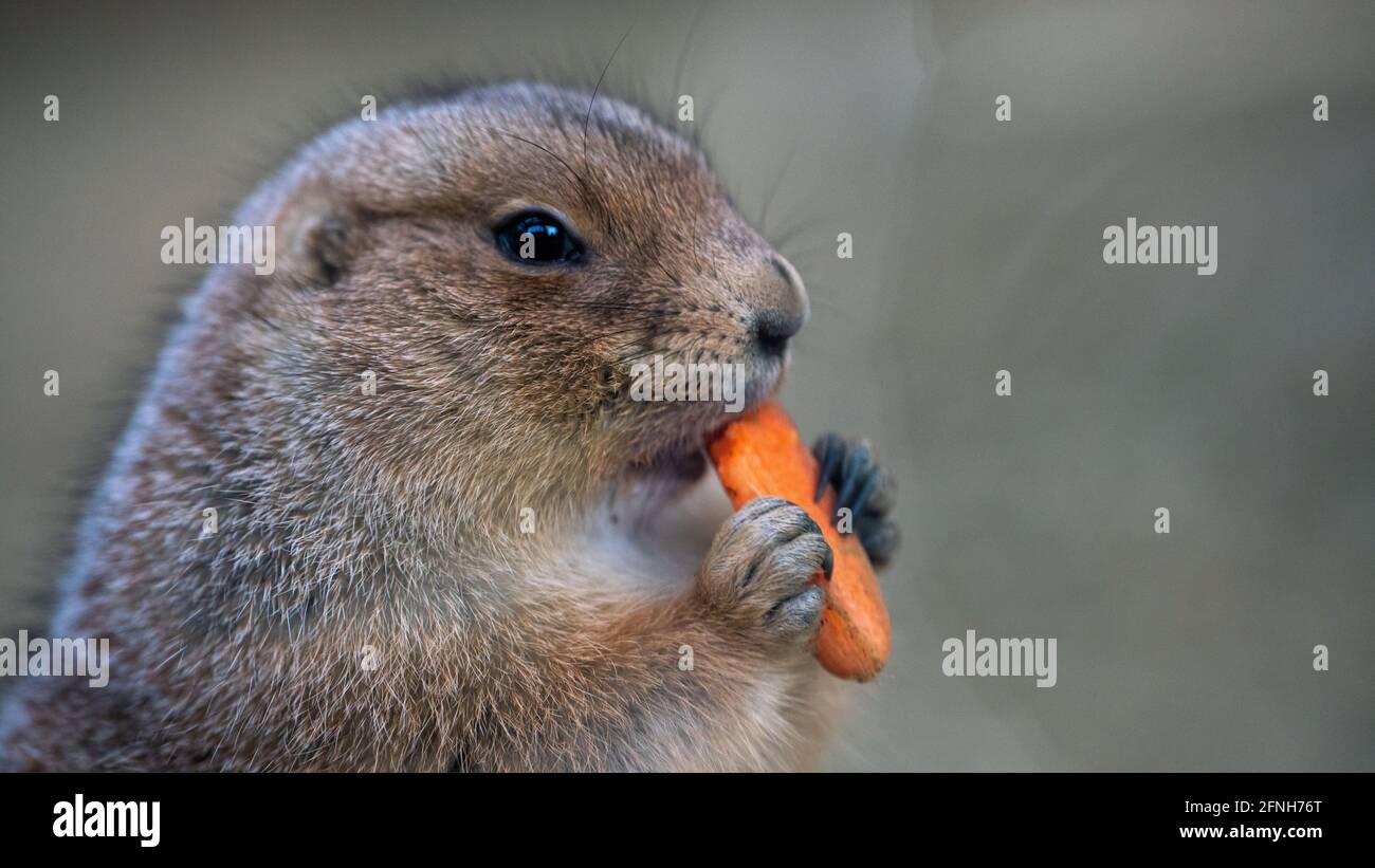 Closeup of a prairie dog munching on its food Stock Photo - Alamy
