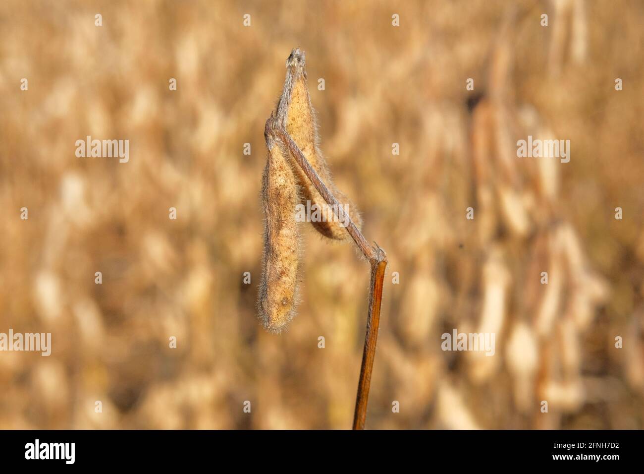 Pods of genetically modified soybean during the ripening period in ...