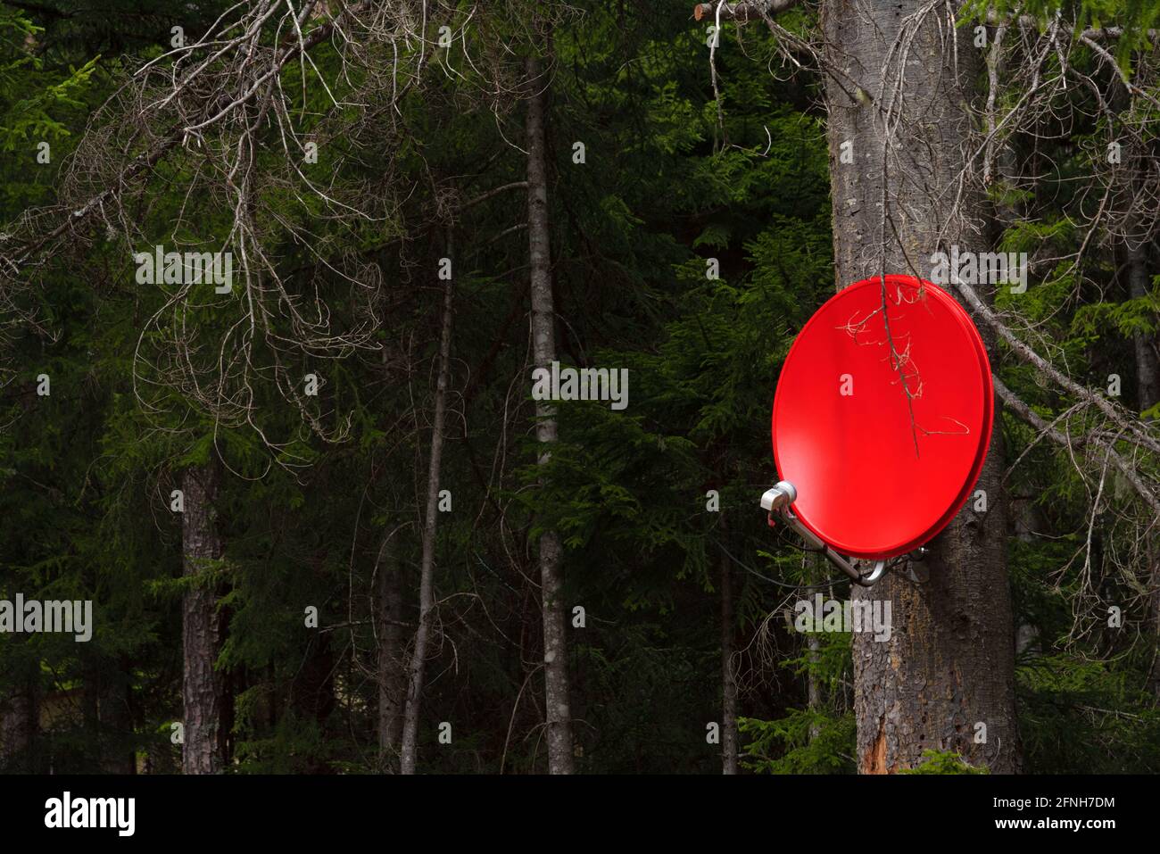 home satellite dish red installed on a coniferous tree in the forest ...