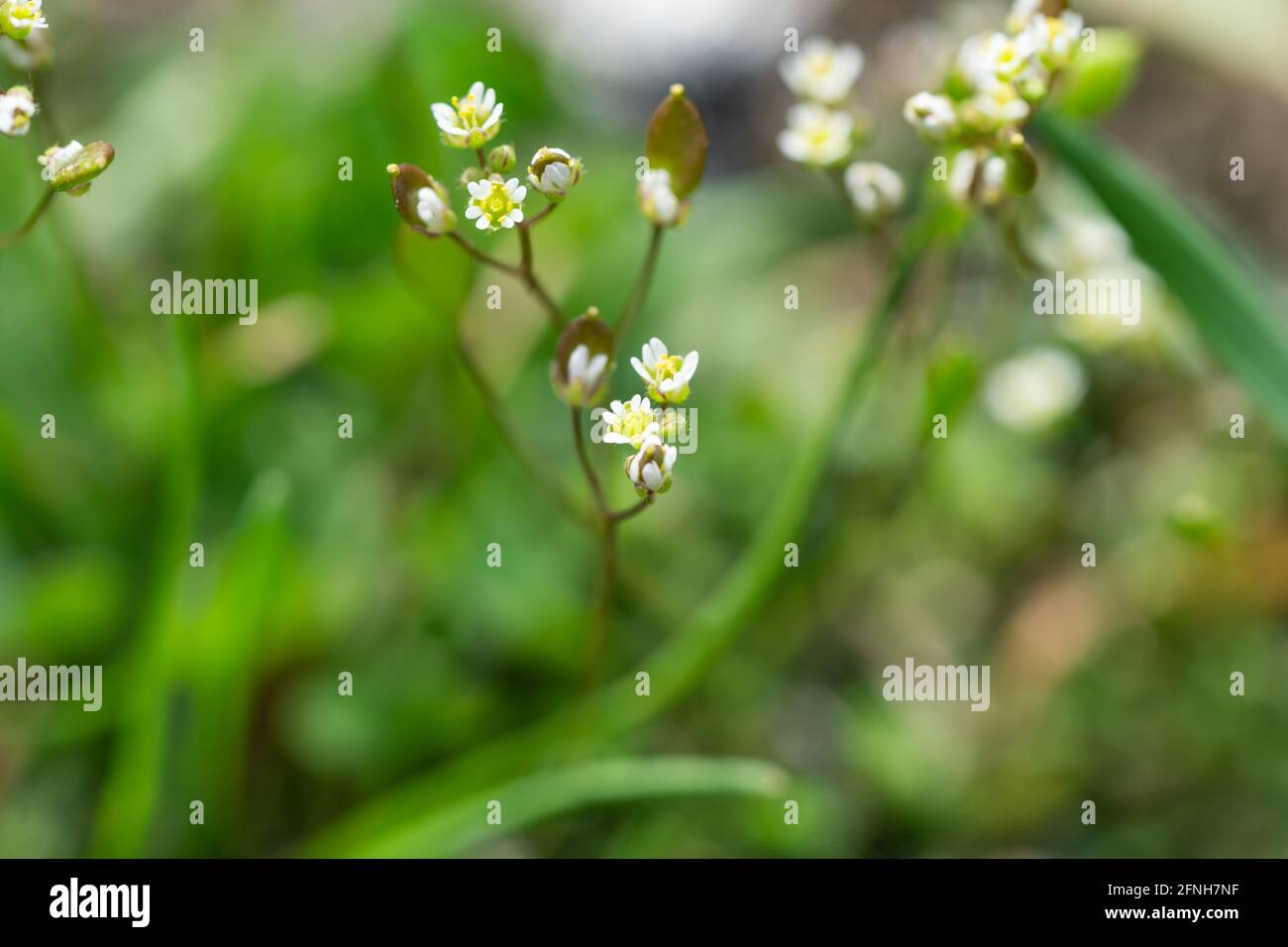 Spring draba hi-res stock photography and images - Alamy
