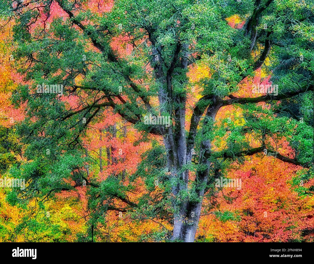 Oregon oak tree leaves hi-res stock photography and images - Alamy