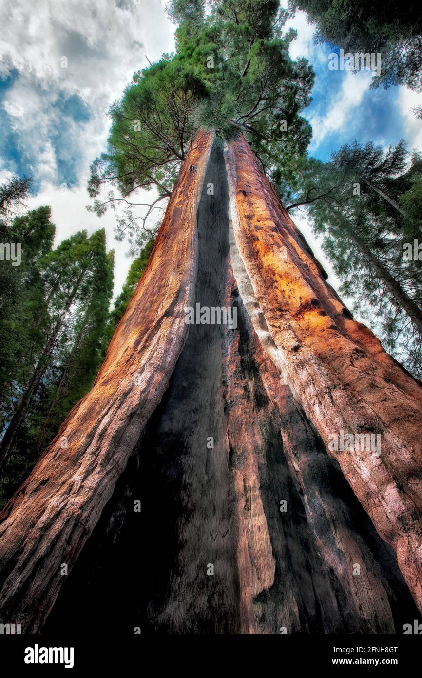 The boole tree hi-res stock photography and images - Alamy