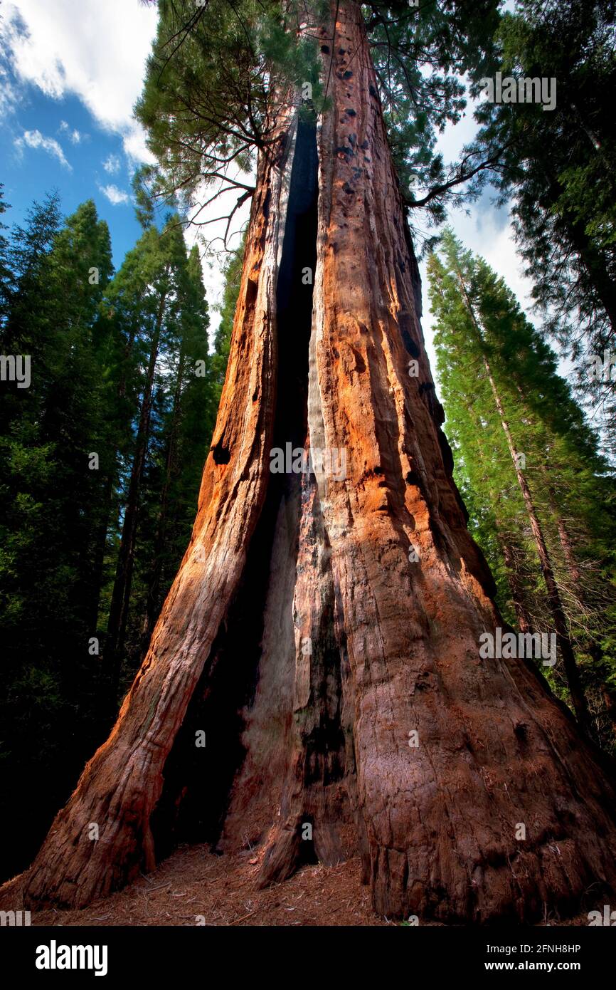 Boole tree. Kings Canyon National Park, California Stock Photo - Alamy