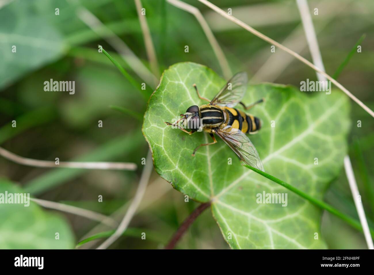 Narrow headed hi-res stock photography and images - Alamy