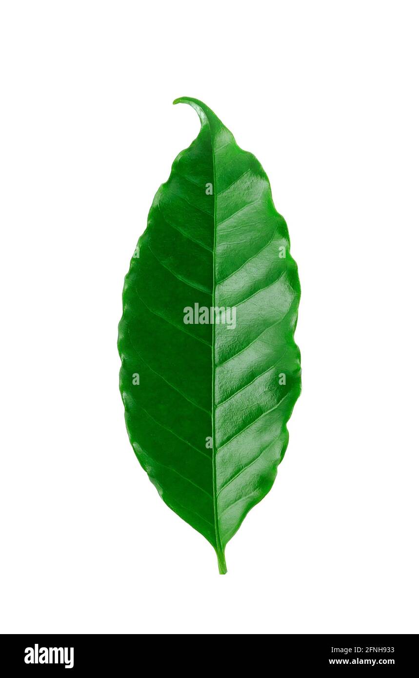 fresh green coffee leaves isolated on white Stock Photo - Alamy