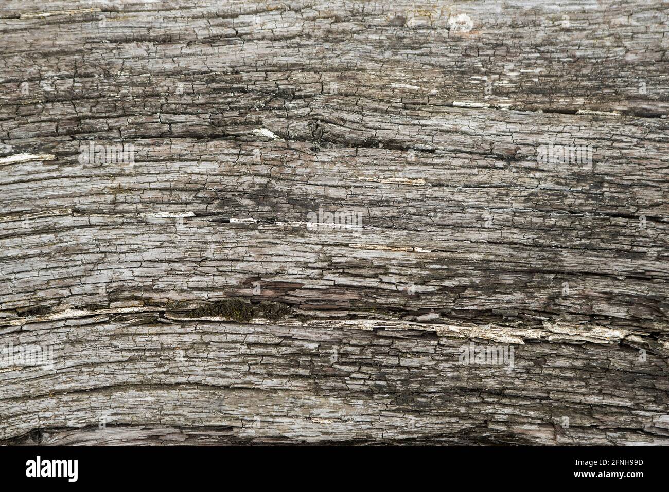 Paint has crazed, cracked and flaked off the surface of this old ...