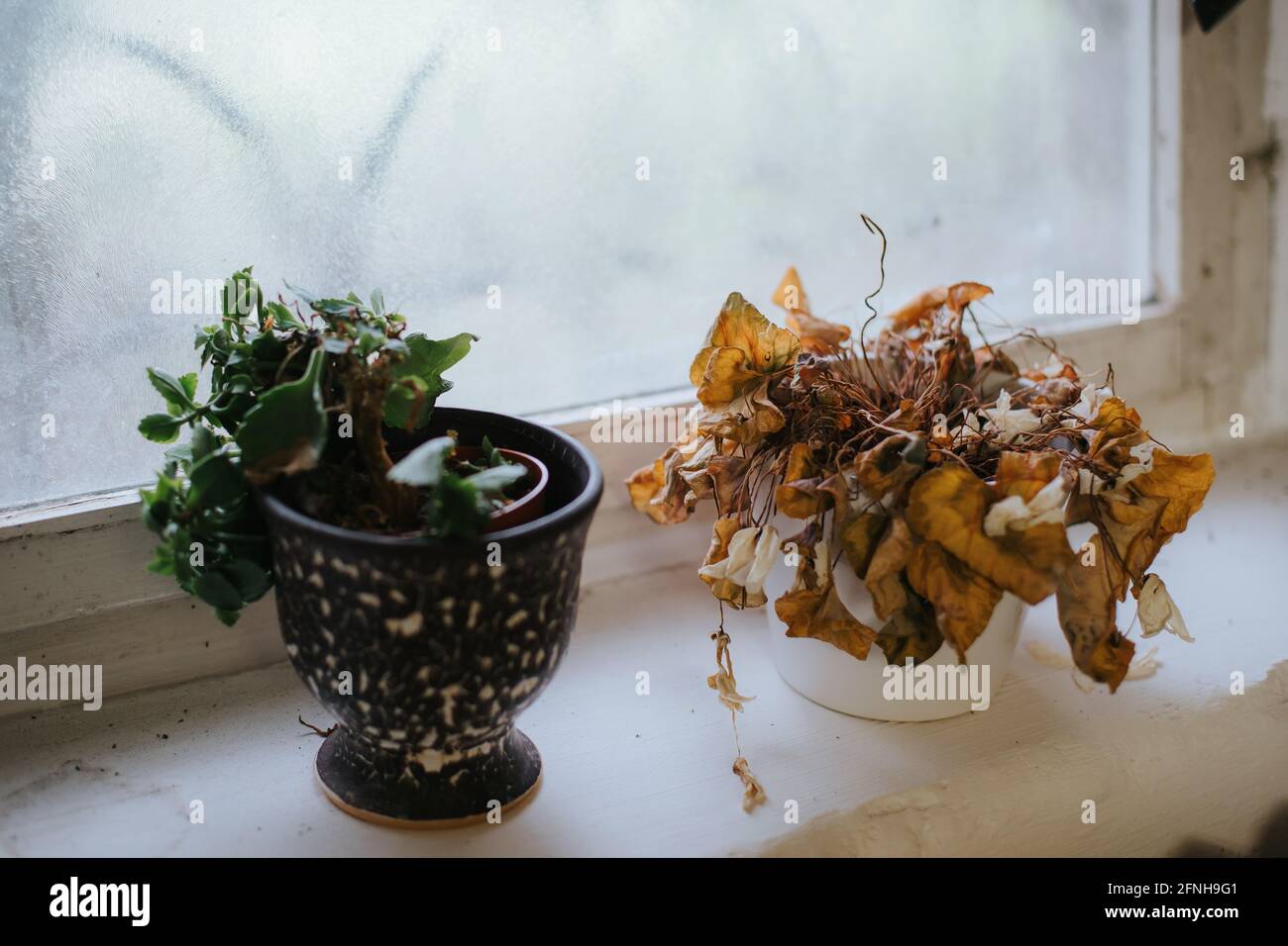 dead plants because of lack of water Stock Photo - Alamy