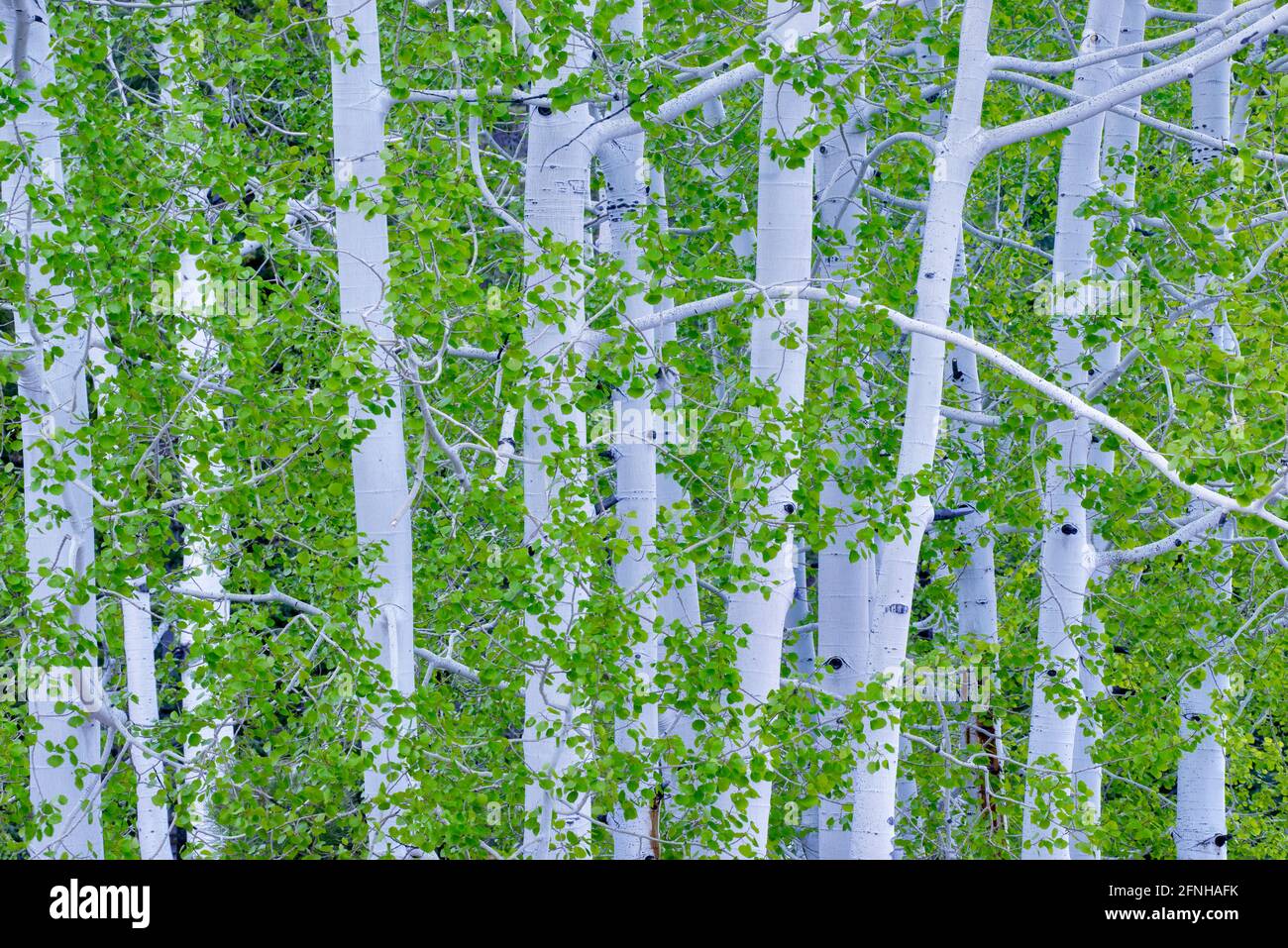 Aspen trees with new spring growth. Bryce National Park, Utah Stock ...