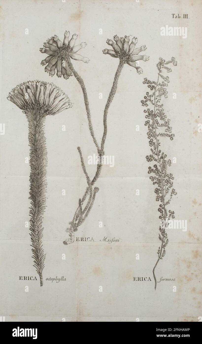 Erica flower drawing hi-res stock photography and images - Alamy