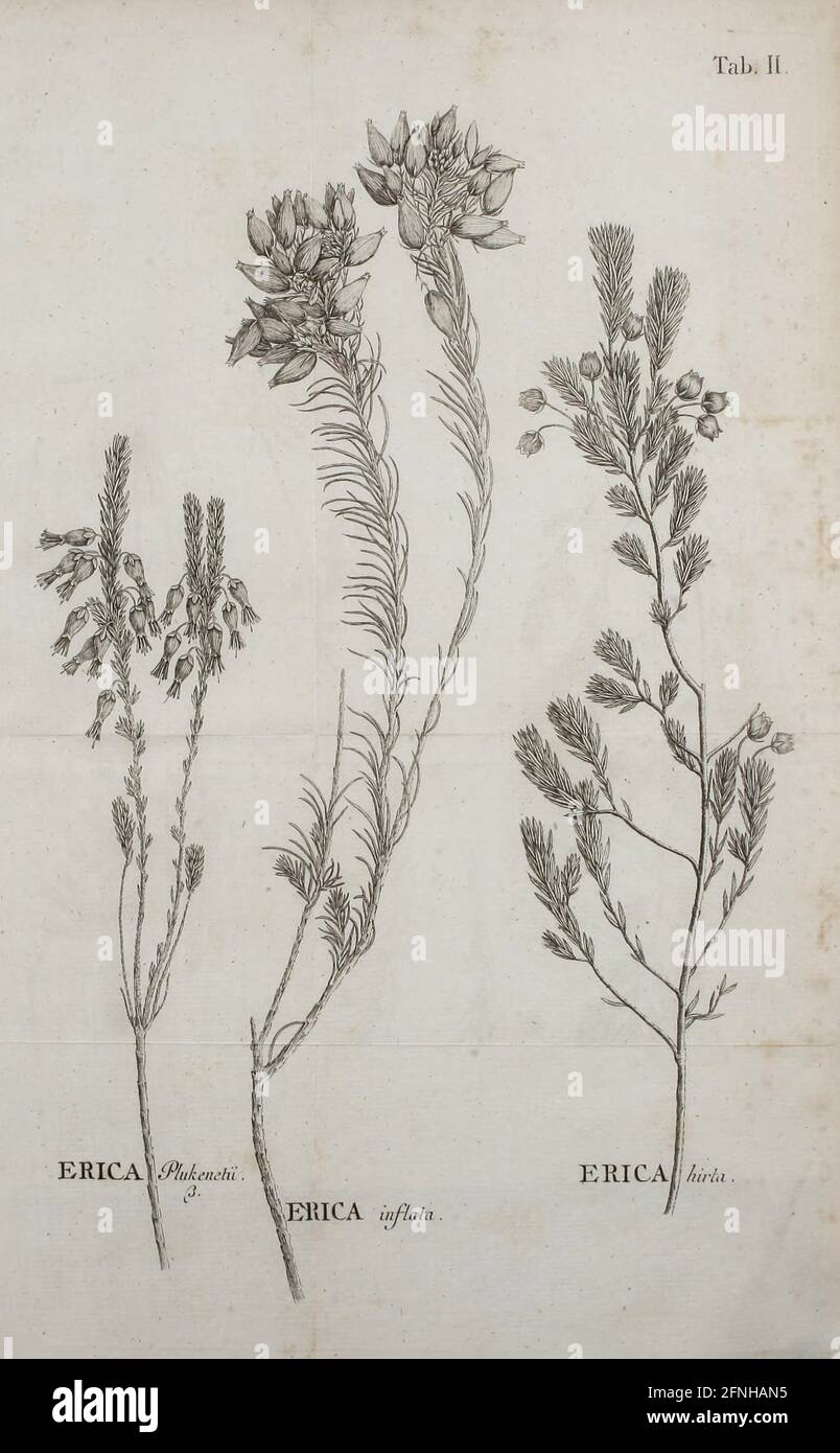 Erica flower drawing hi-res stock photography and images - Alamy