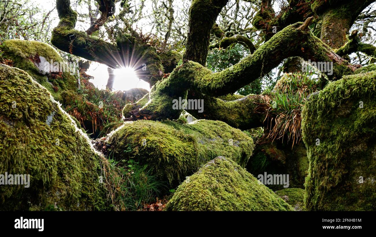 Ancient Oaks and Moss covered rocks in Wistman's Wood, Dartmoor Stock ...