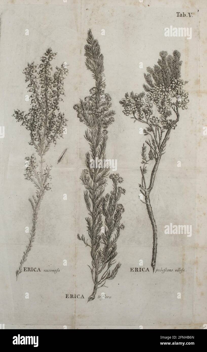 Erica flower drawing hi-res stock photography and images - Alamy
