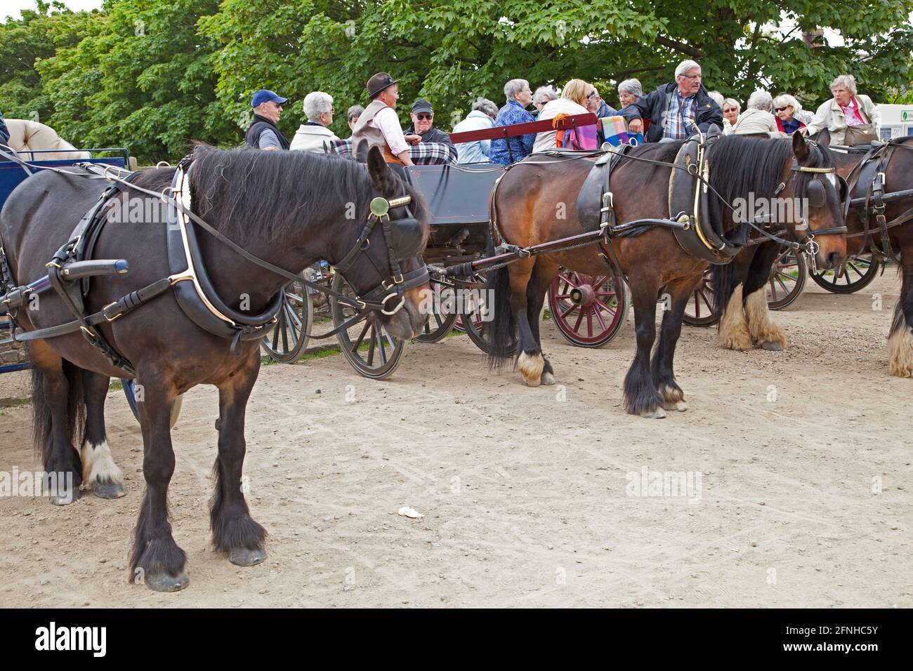 Horses and Carriages to hire on the car free island of Sark in the ...