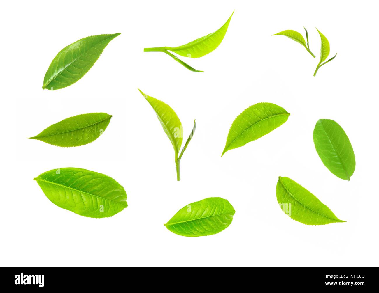 Green tea leaf collection isolated on white background Stock Photo - Alamy