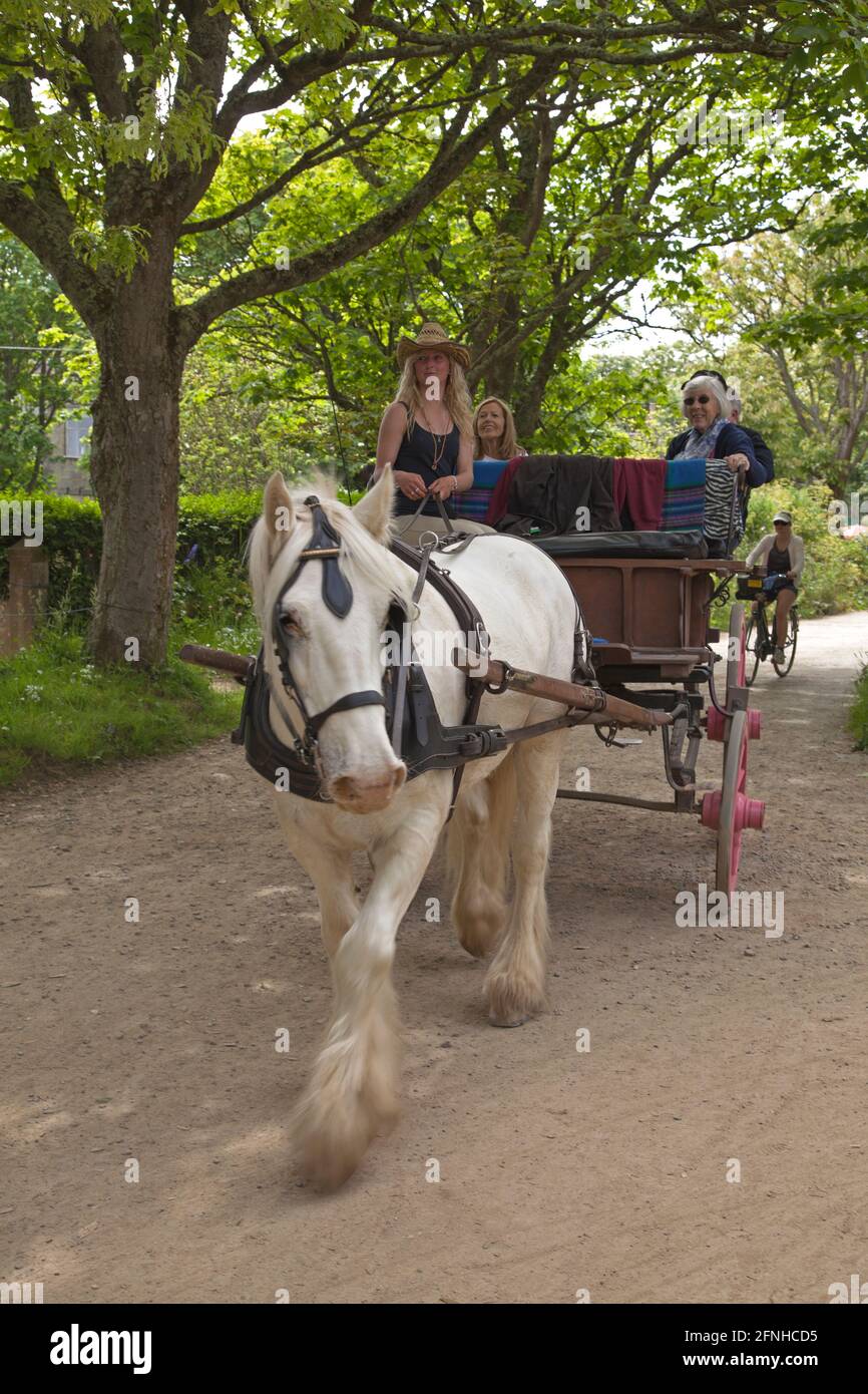 Horse and Carriage touring the car free island of Sark in the Channel ...