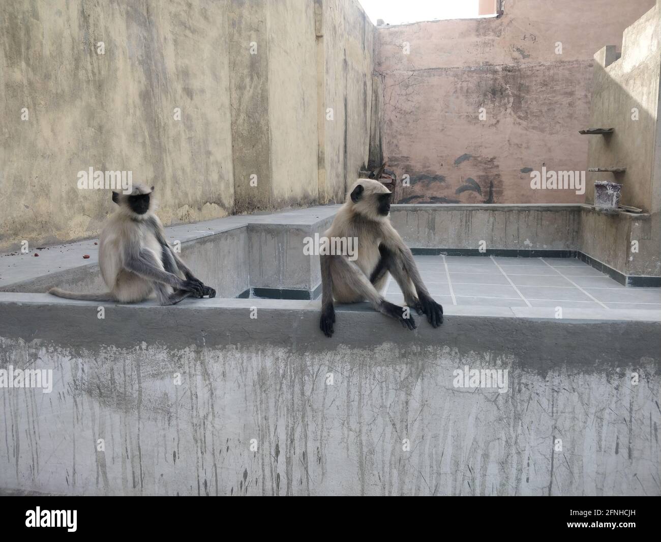 Closeup shot of two black faced monkeys in zoo in Rajasthan in India ...