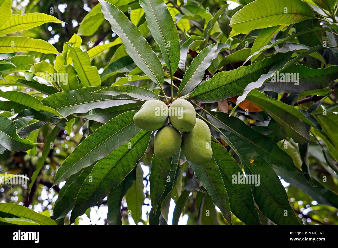 Mango fruits hi-res stock photography and images - Alamy