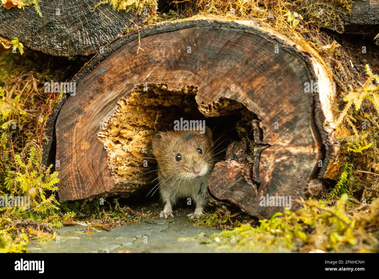 Snowdonia bank vole hi-res stock photography and images - Alamy
