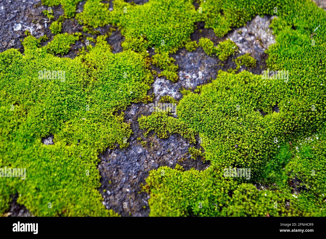 Moss on stone texture background Stock Photo - Alamy