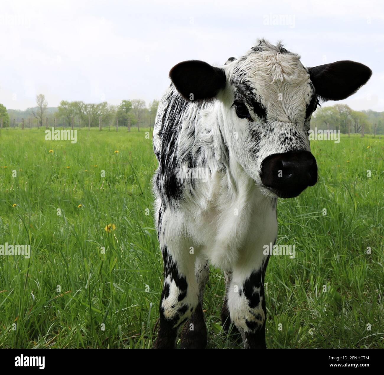 Roan cow hi-res stock photography and images - Alamy