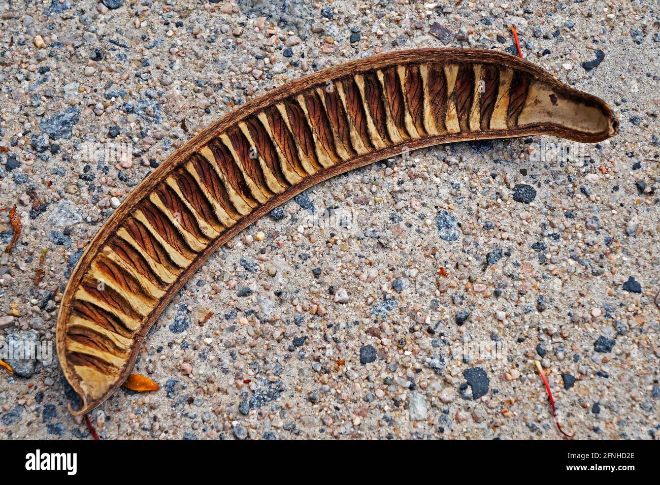 Flamboyant pod seed hi-res stock photography and images - Alamy