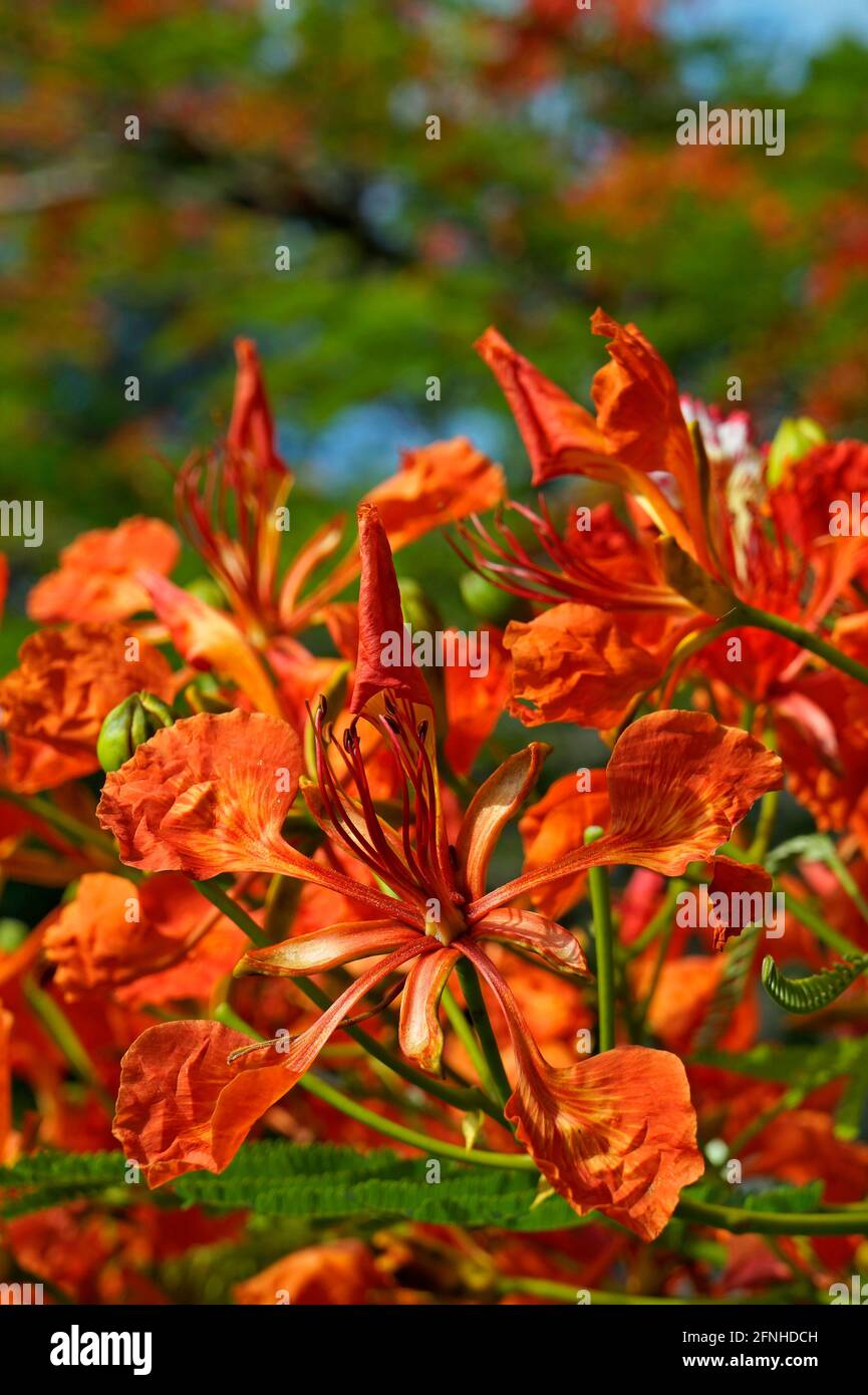 Flamboyant flame tree flowers hi-res stock photography and images - Alamy