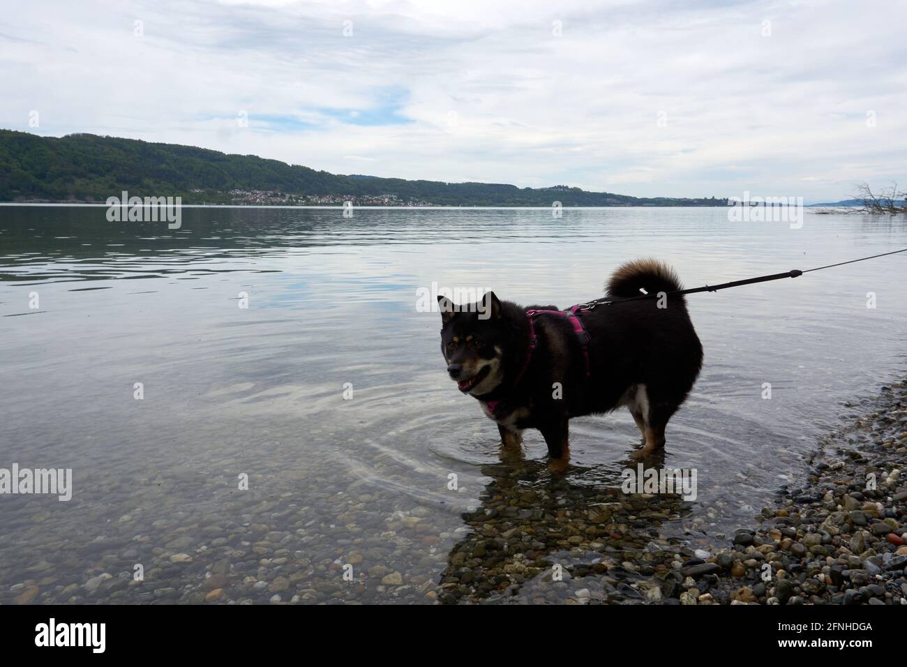 Black Shiba Inu dog on the sand in the river Stock Photo - Alamy