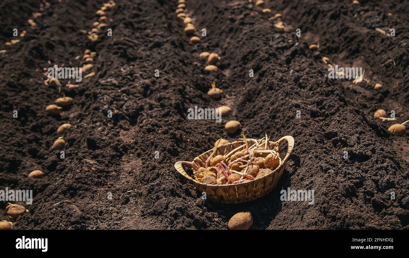Tubers young potatoes growing potatoes hi-res stock photography and ...