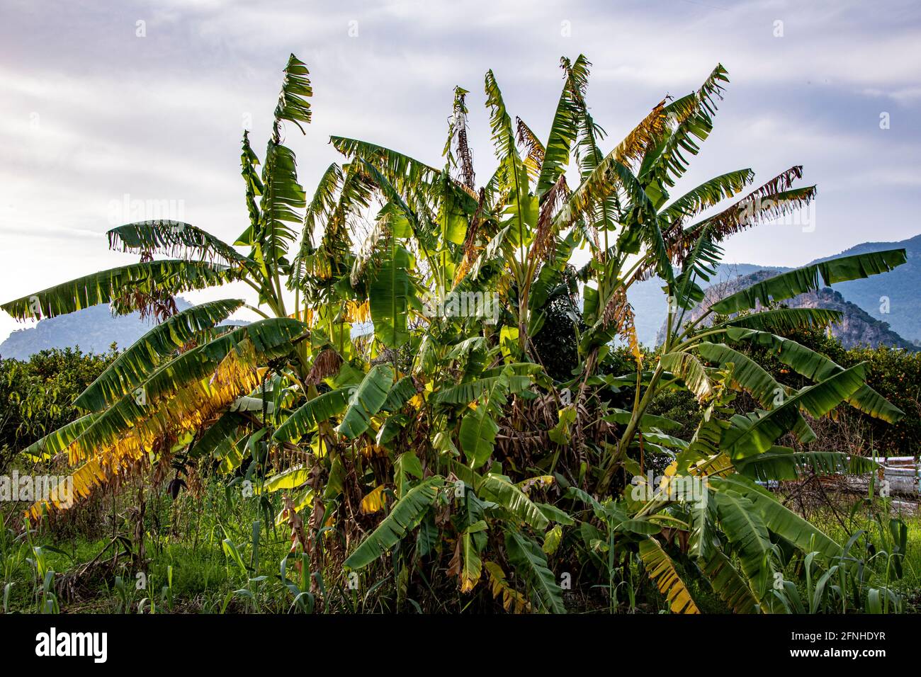 A detailed photo of a scenery that captures the nature of Mugla. The ...