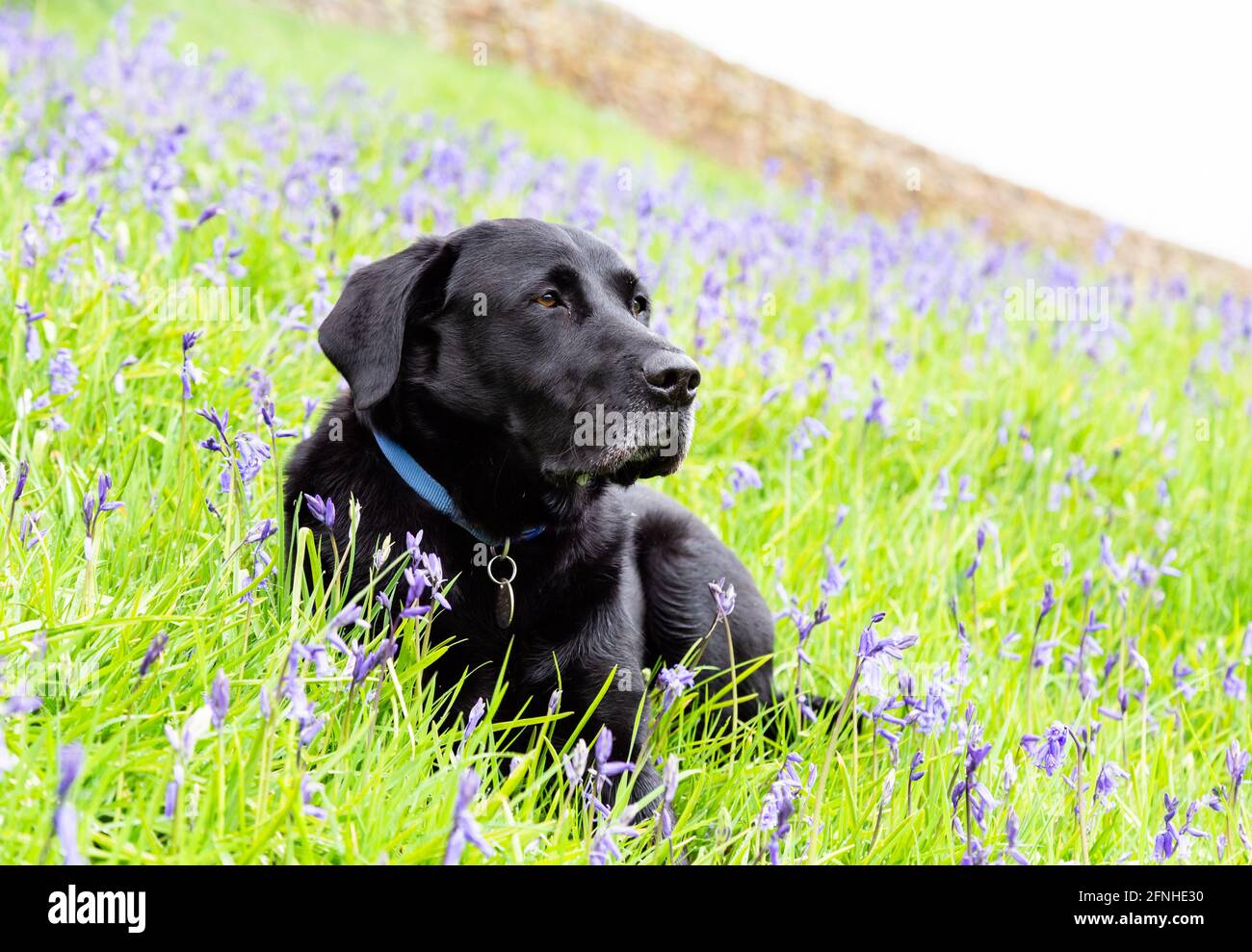 A black labrador retriever lying in english bluebells in Yorkshire ...