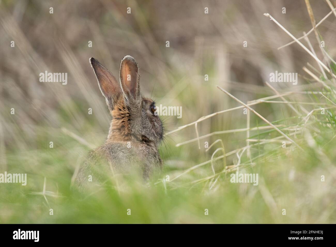 Rabbit eyes in close up hi-res stock photography and images - Alamy