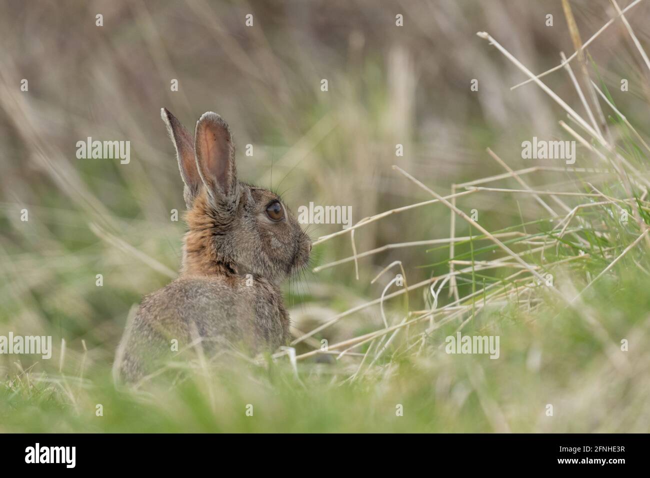 Long eared rabbit hi-res stock photography and images - Alamy