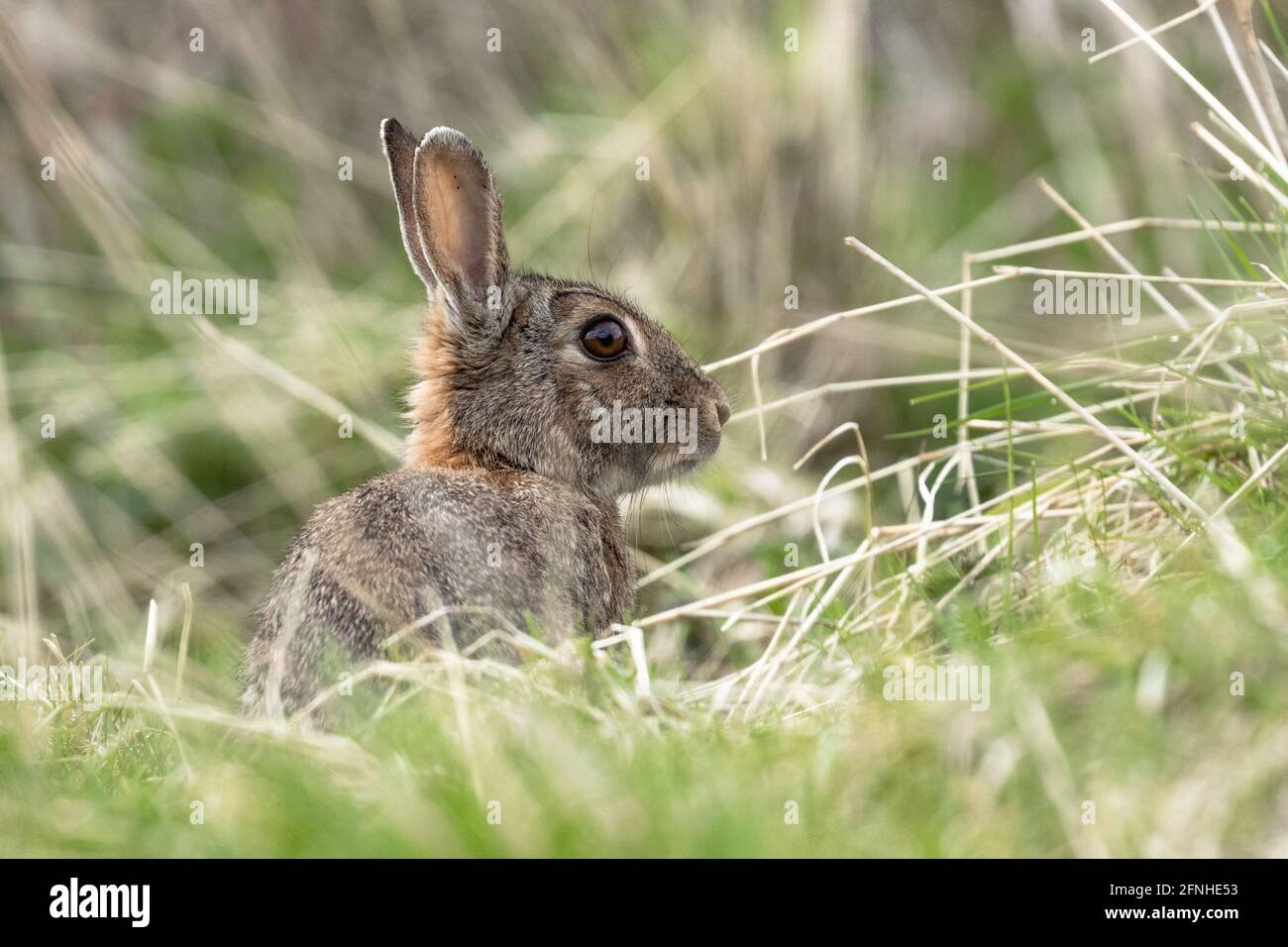 Rabbit in grass hi-res stock photography and images - Alamy