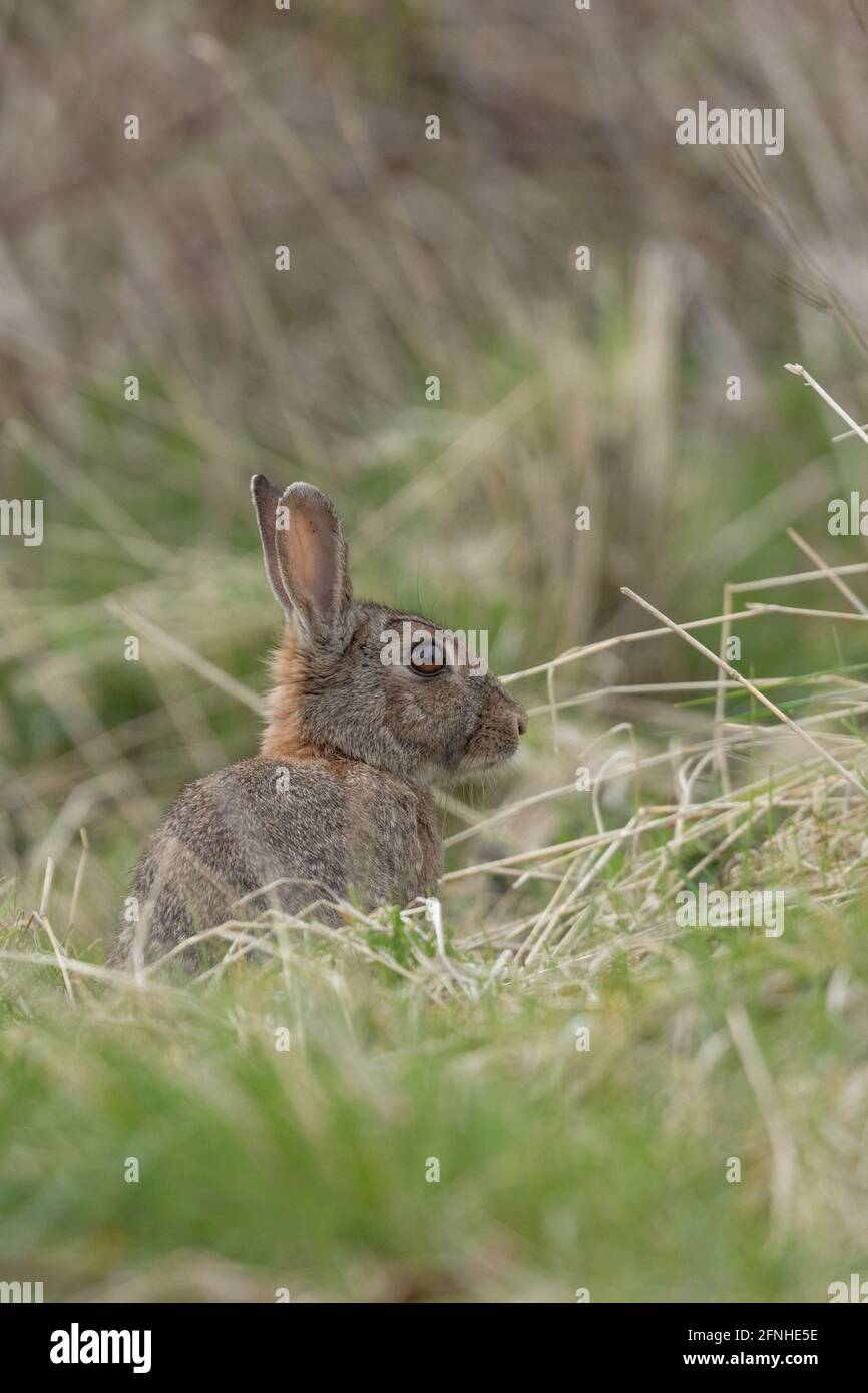 Long eared rabbit hi-res stock photography and images - Alamy