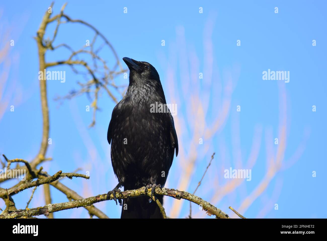Closeup shot of a Black Crow perching on a tree branch against a clear ...