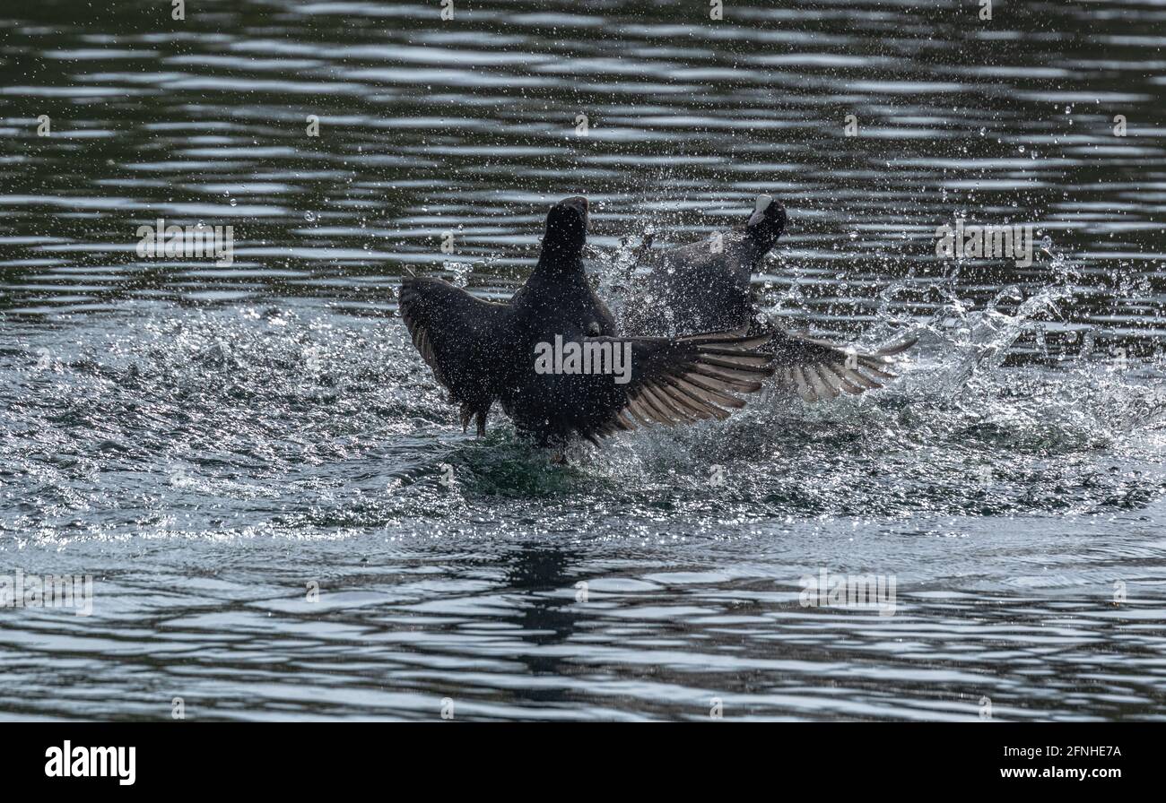 Coots Fighting With Their Feet High Resolution Stock Photography and ...