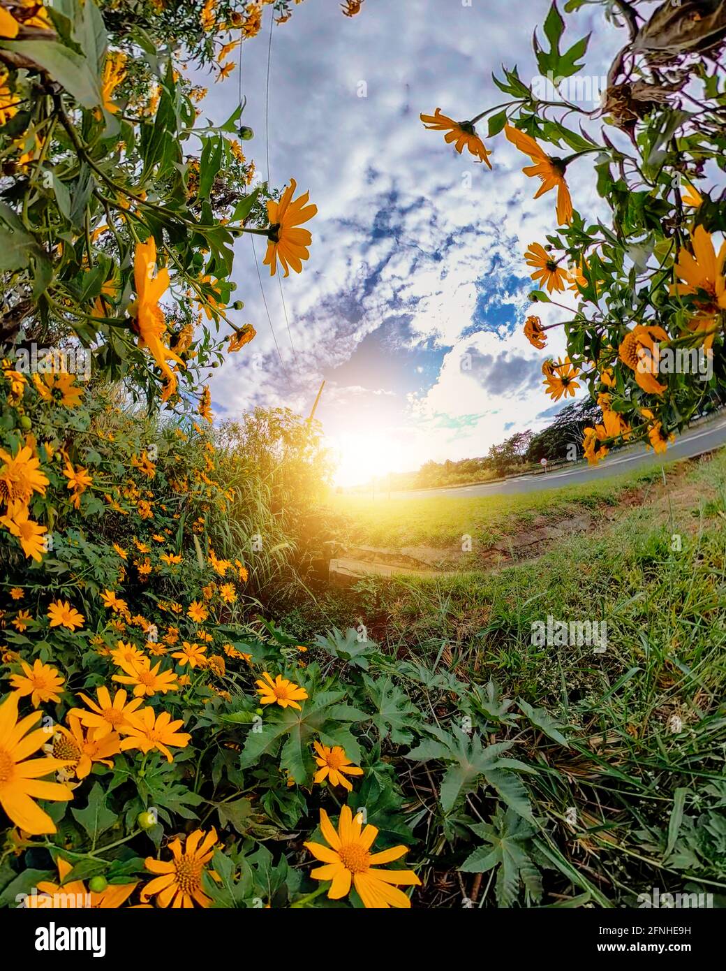 360 degree background with summer flowers Stock Photo - Alamy