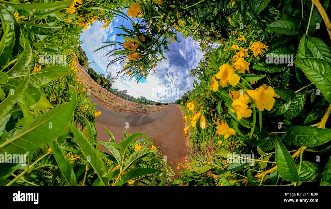 360 degree background with summer flowers Stock Photo - Alamy