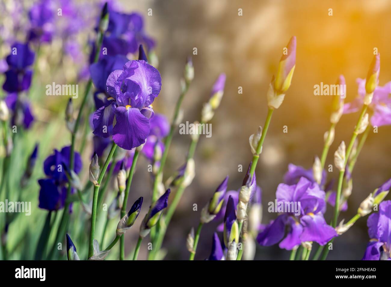 Iris in sun hi-res stock photography and images - Alamy