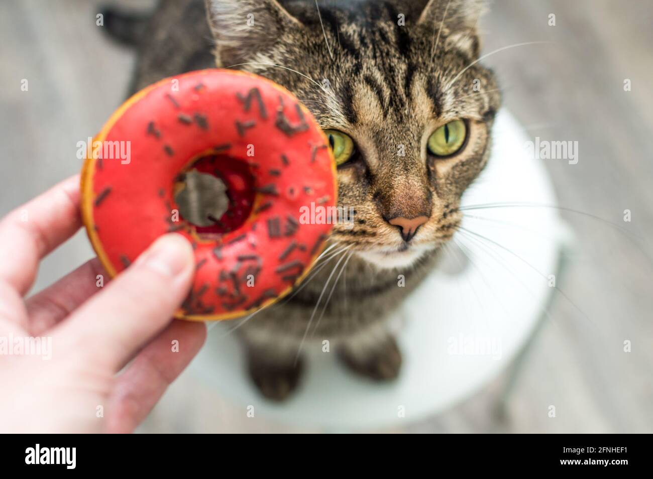 Cat eating cake hi-res stock photography and images - Alamy