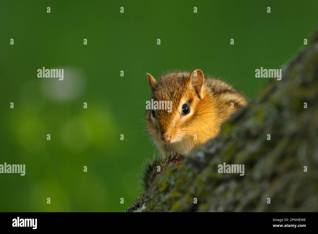 Picture chipmunk hi-res stock photography and images - Alamy