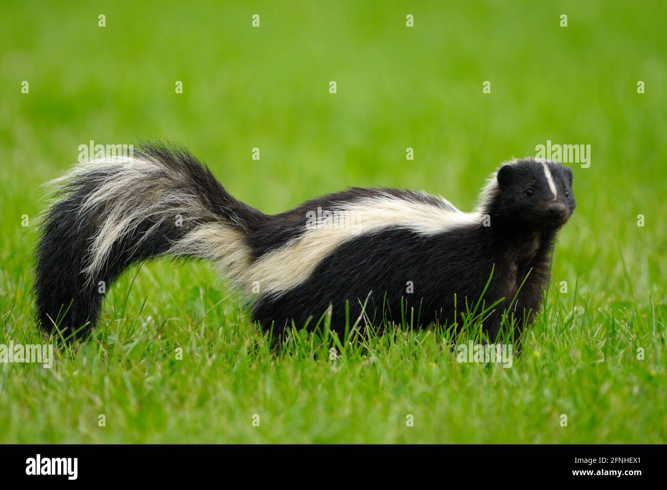 Skunk picture hi-res stock photography and images - Alamy