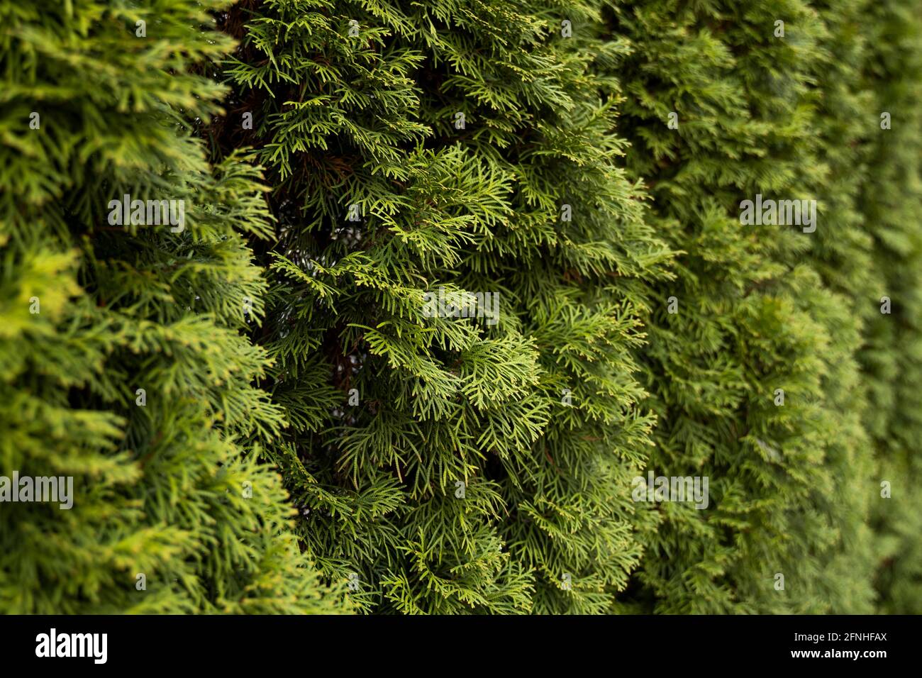 Green hedge of thuja trees. Closeup fresh green branches of thuja trees ...