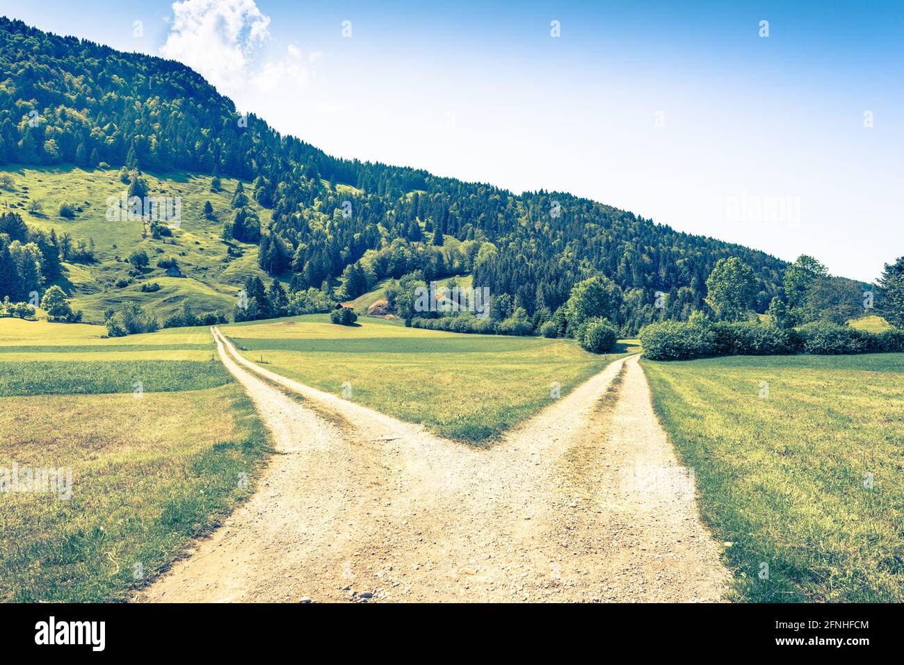 Two paths fork forest hi-res stock photography and images - Alamy