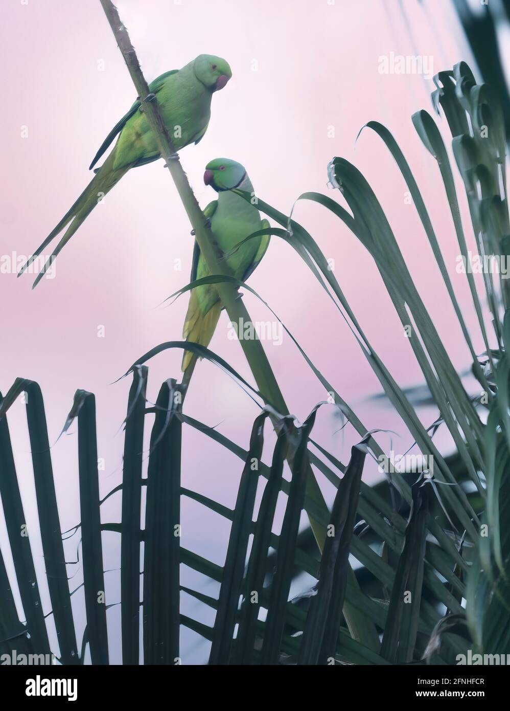 Green parrots on palm tree. Kauai, Hawaii Stock Photo - Alamy