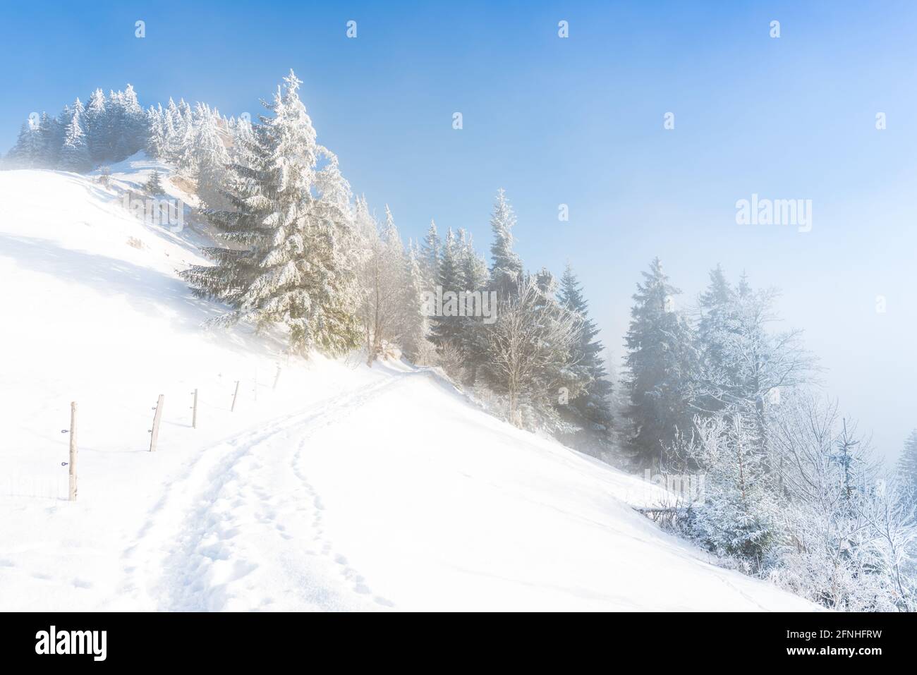 Tree trees winter firs hi-res stock photography and images - Alamy